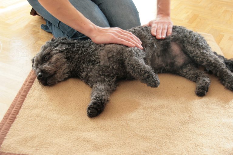 Stages - Physiovet Vaud